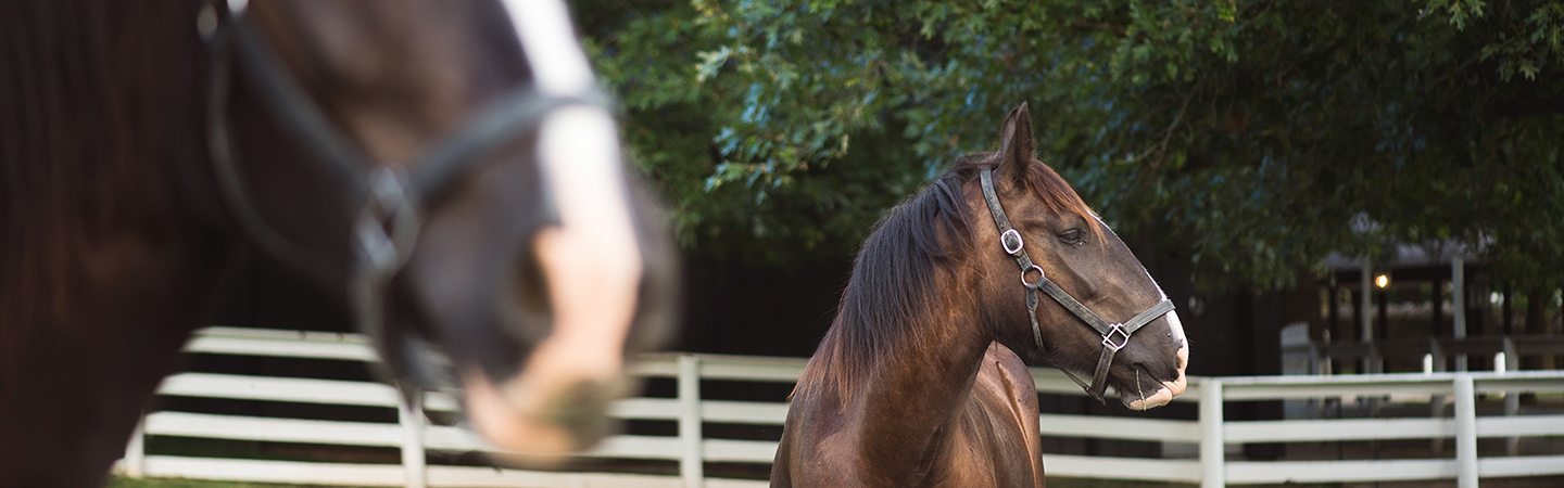 The Stable - Shaker Village of Pleasant Hill