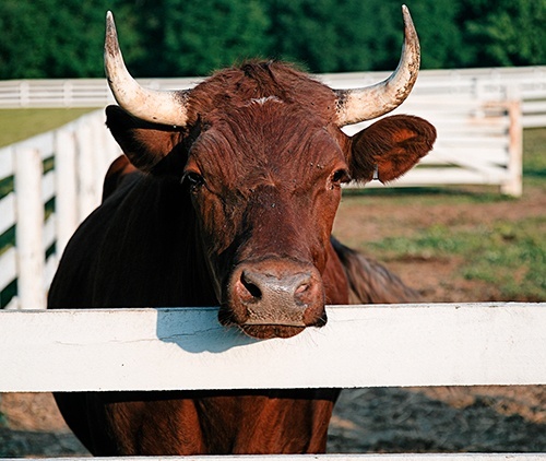 The Farm - Shaker Village of Pleasant Hill