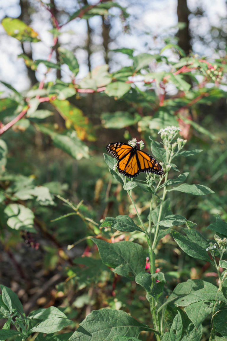 Monarch Butterfly Tagging - Shaker Village of Pleasant Hill
