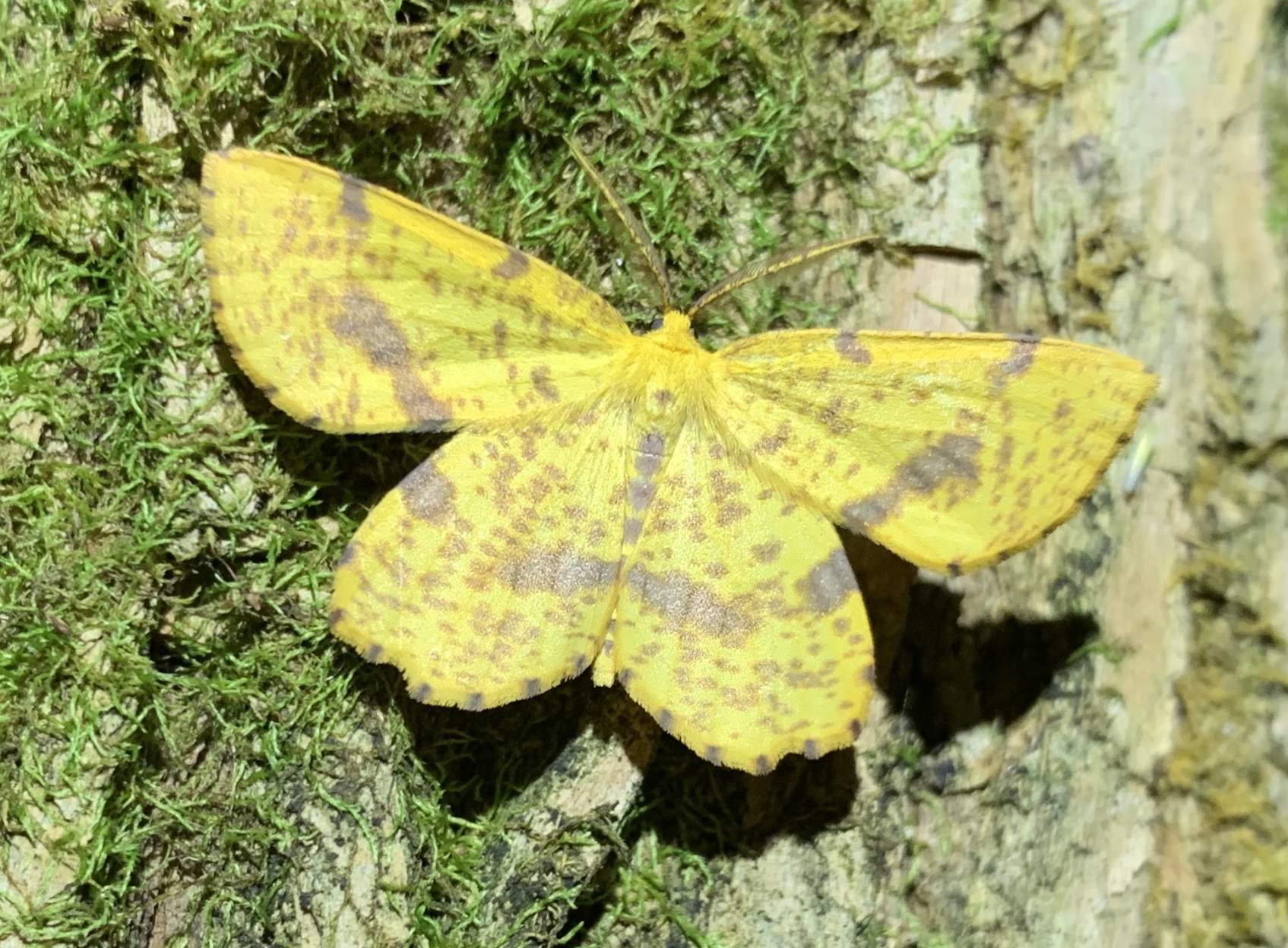 Moth Hike: Exploring Nighttime Nature - Shaker Village of Pleasant Hill