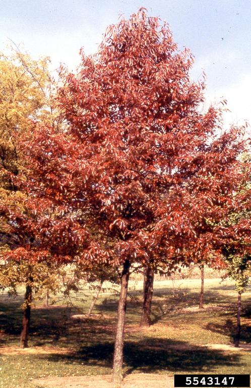 Trees - Black Gum or Black Tupelo - Shaker Village of Pleasant Hill