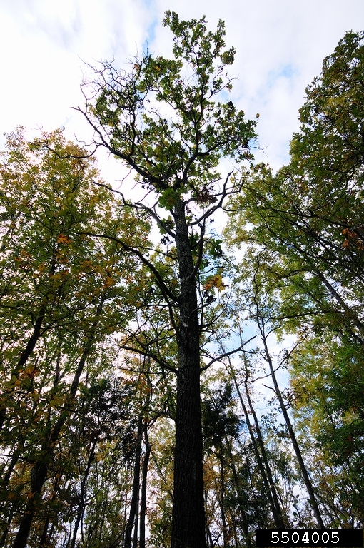 Trees - Blackjack Oak - Shaker Village of Pleasant Hill