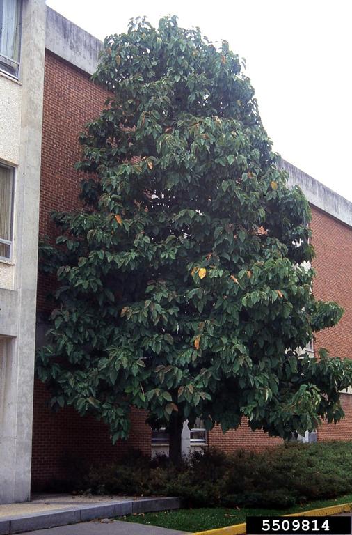Trees - Cucumber Tree - Shaker Village of Pleasant Hill