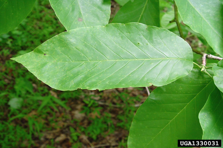 Trees - Cucumber Tree - Shaker Village of Pleasant Hill