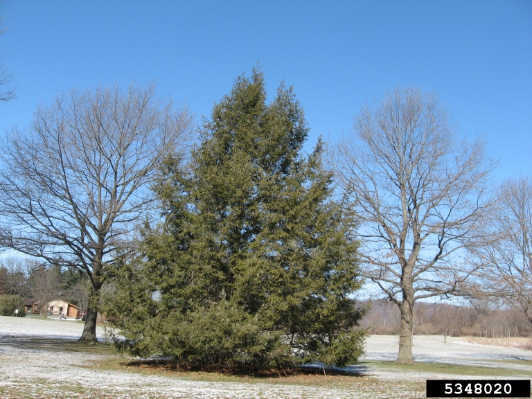 Trees - Eastern Hemlock - Shaker Village of Pleasant Hill