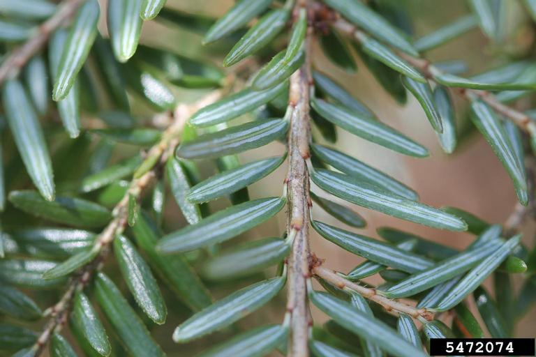 Trees - Eastern Hemlock - Shaker Village of Pleasant Hill