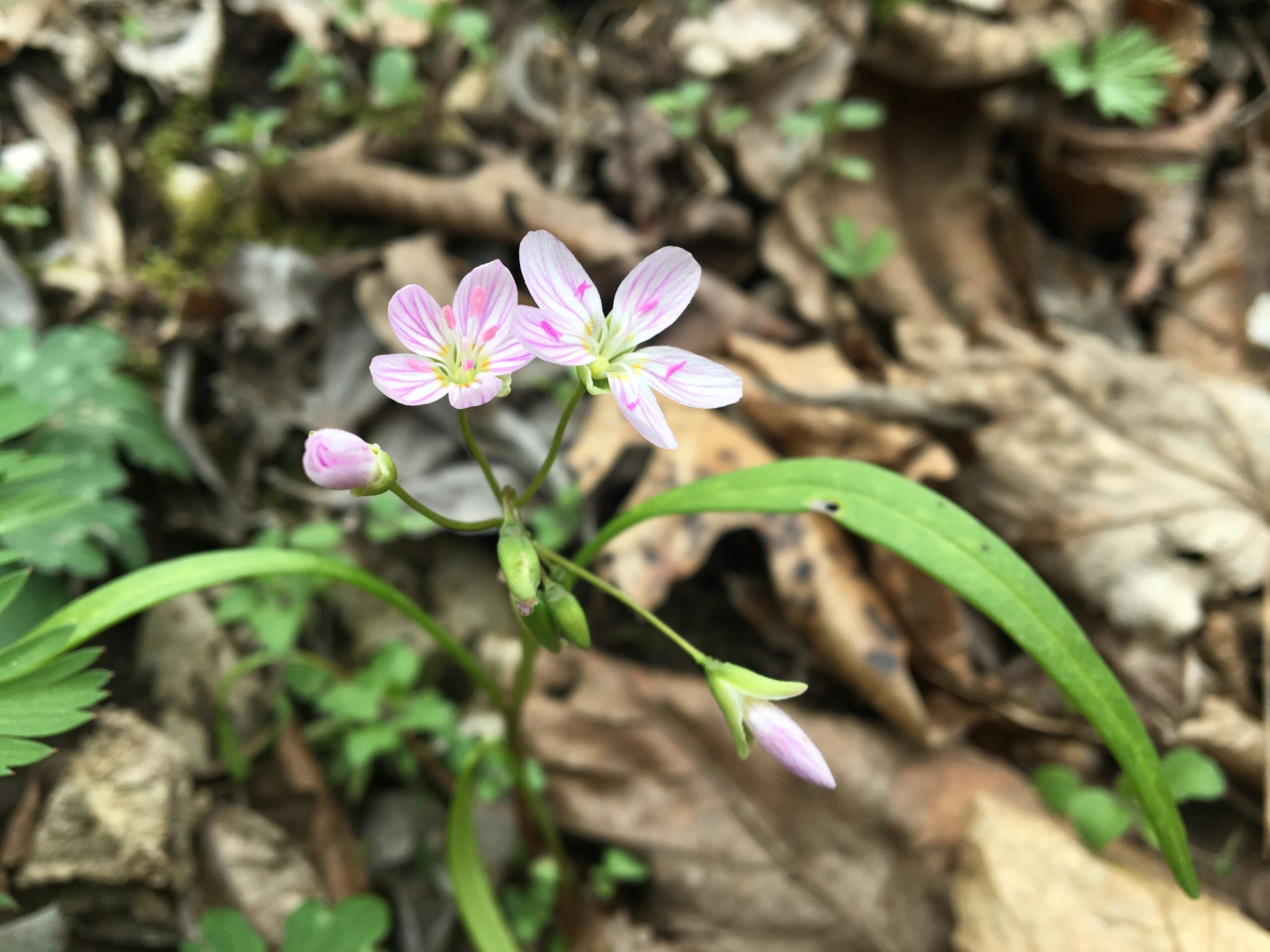Signs of Spring in the Preserve - Shaker Village of Pleasant Hill
